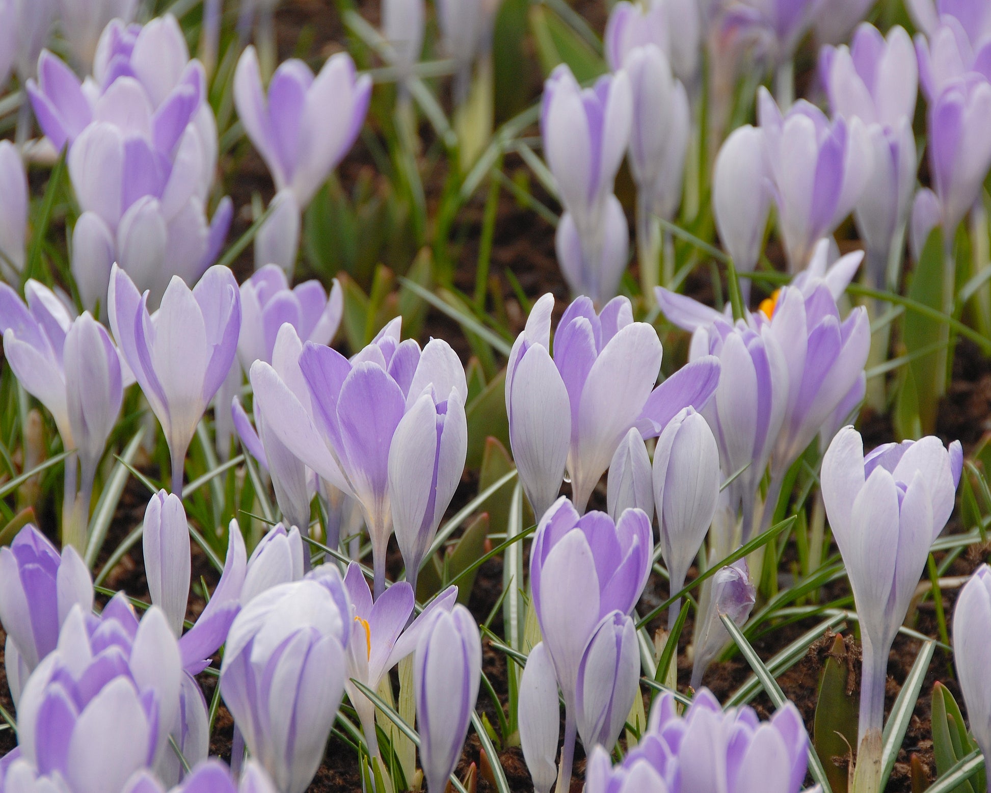 Crocus 'Vanguard' bulbs | Buy online at Farmer Gracy UK
