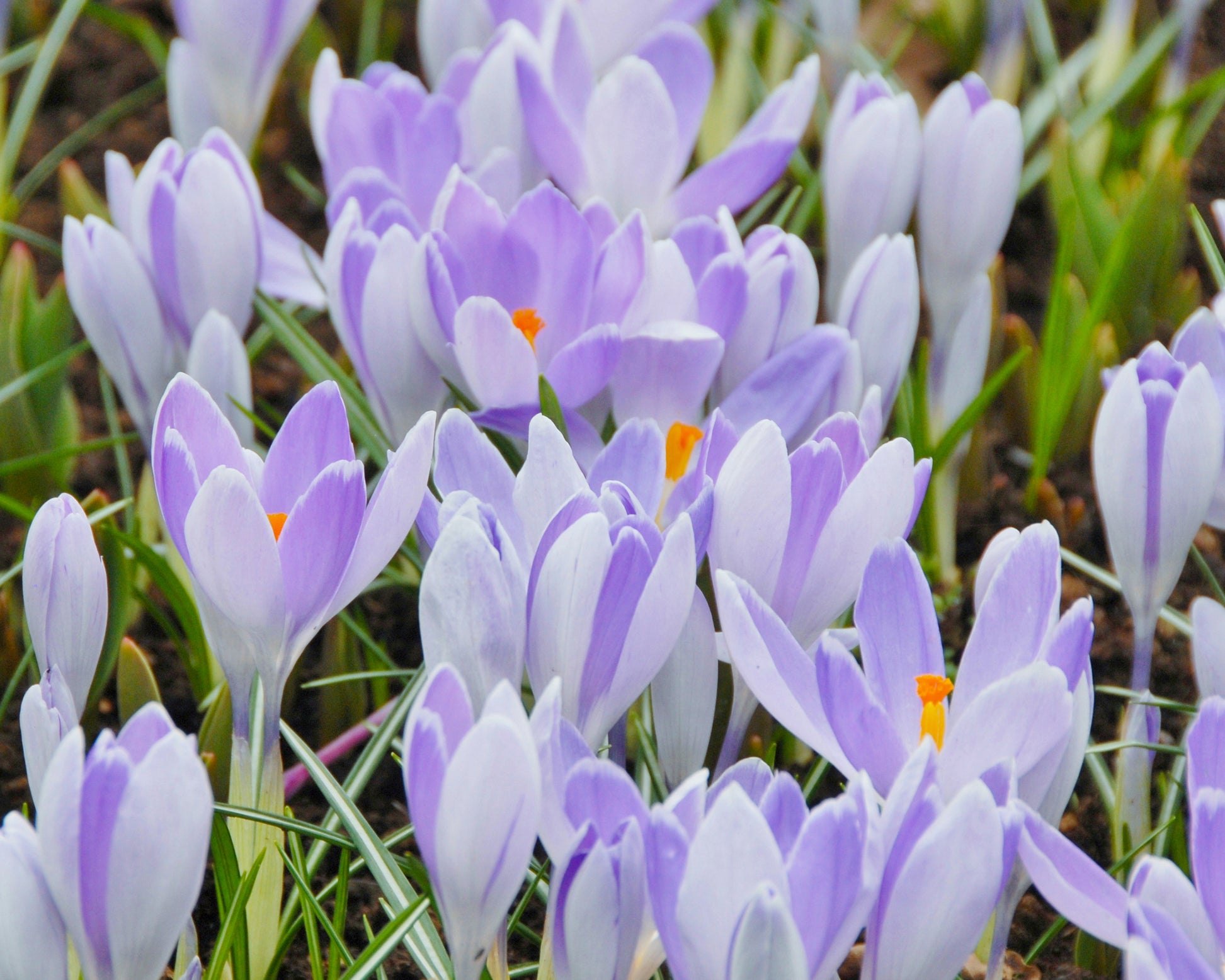 Crocus 'Vanguard' bulbs — Buy online at Farmer Gracy UK