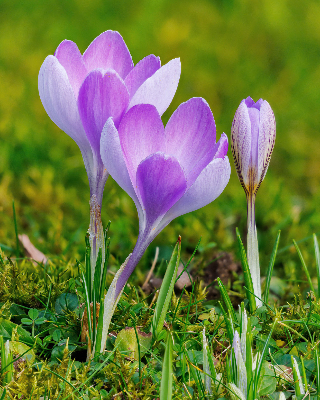 Crocus 'Vanguard' bulbs | Buy online at Farmer Gracy UK
