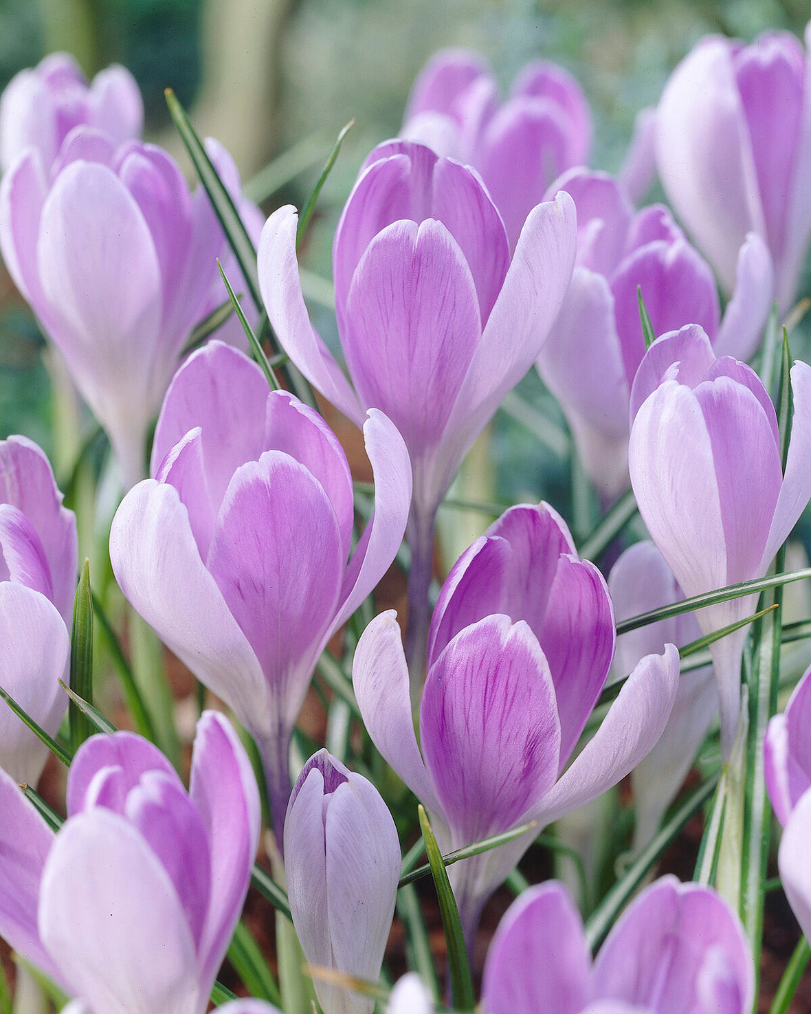 Crocus 'Vanguard' bulbs — Buy online at Farmer Gracy UK