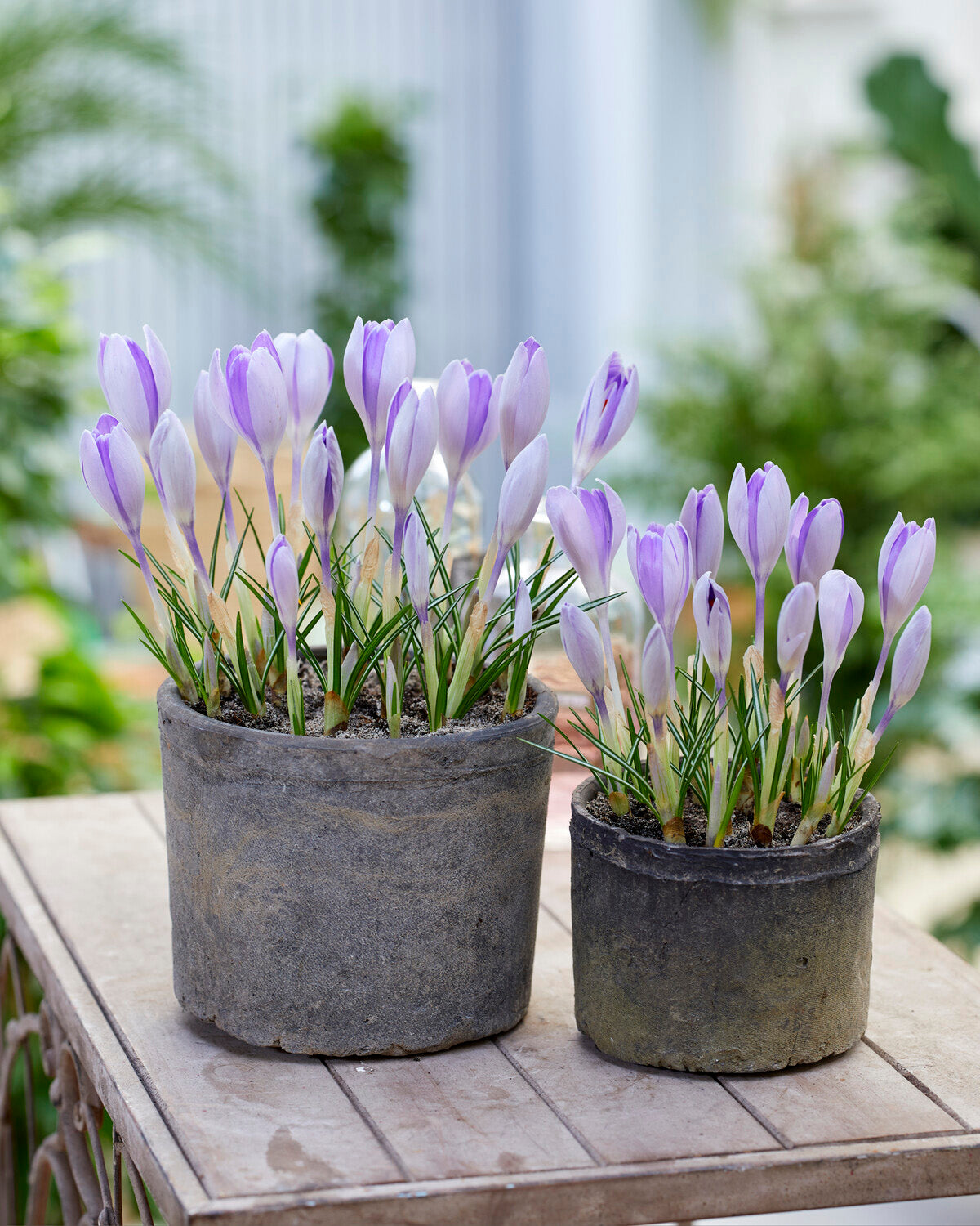 Crocus 'Vanguard' bulbs | Buy online at Farmer Gracy UK
