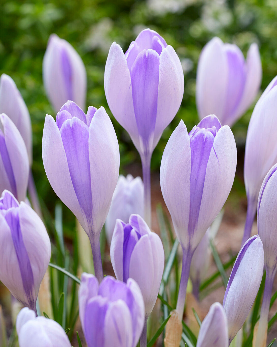 Crocus 'Vanguard' bulbs | Buy online at Farmer Gracy UK