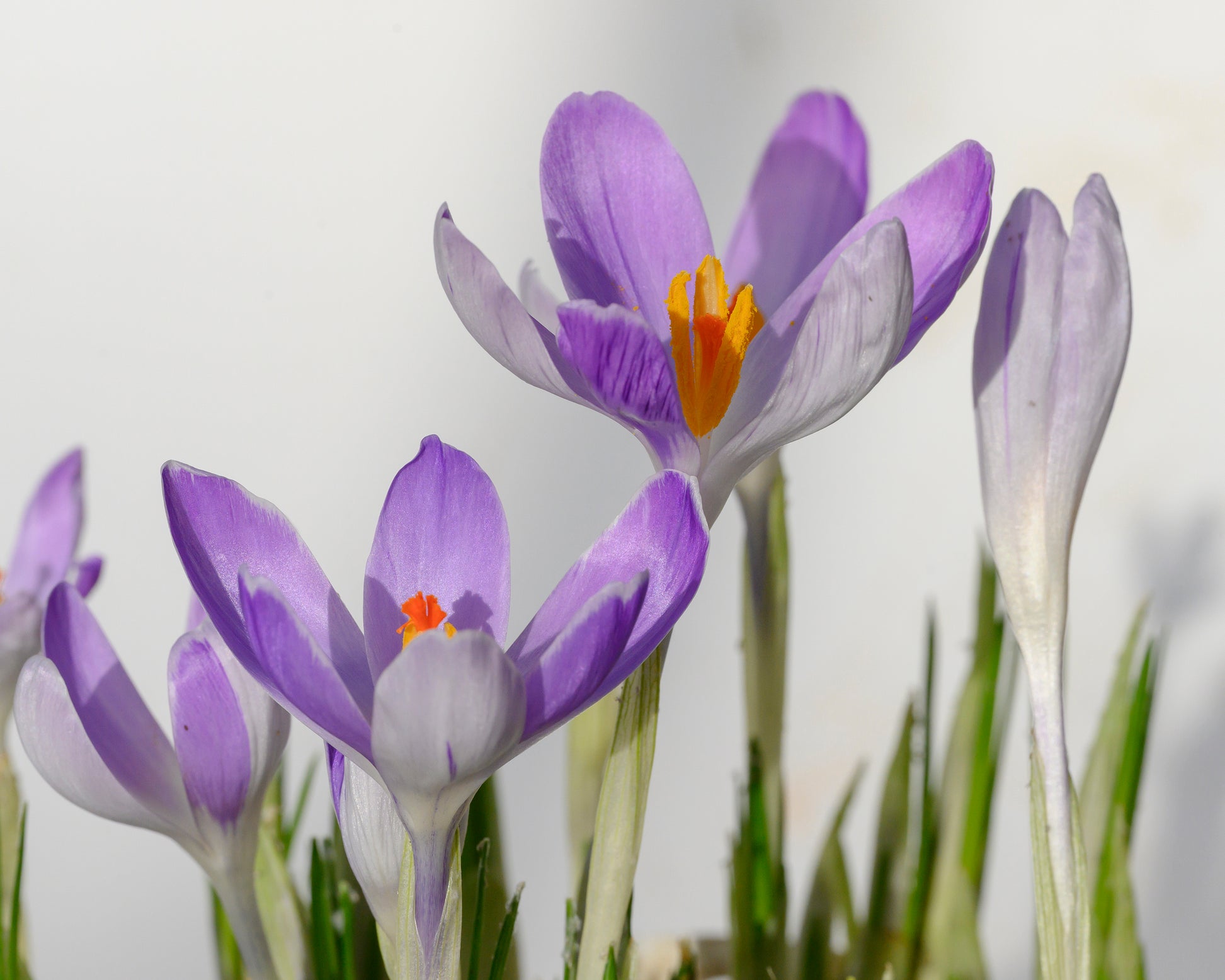 Crocus 'Vanguard' bulbs | Buy online at Farmer Gracy UK