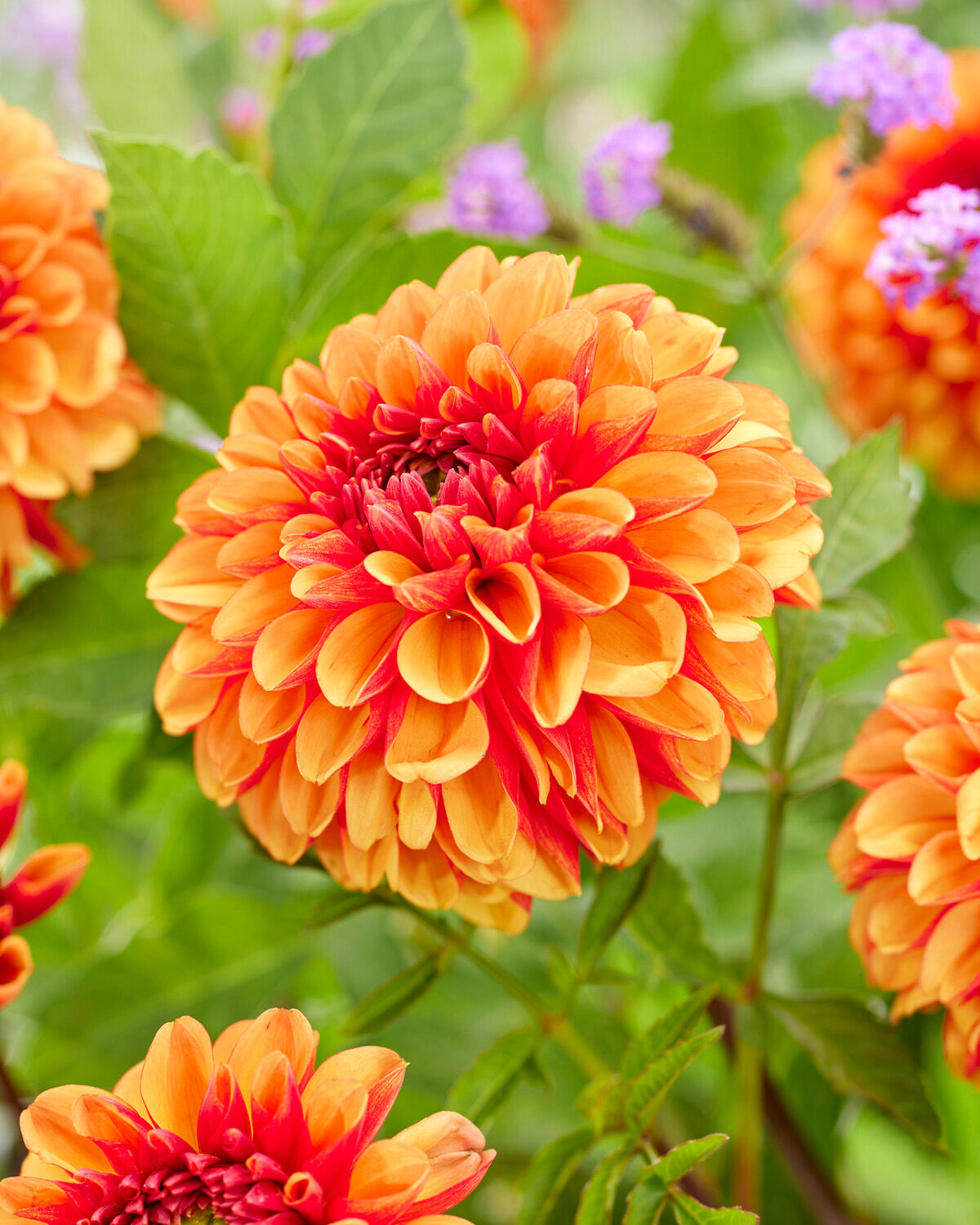 Dahlia 'American Sunset' tubers | Buy online at Farmer Gracy UK