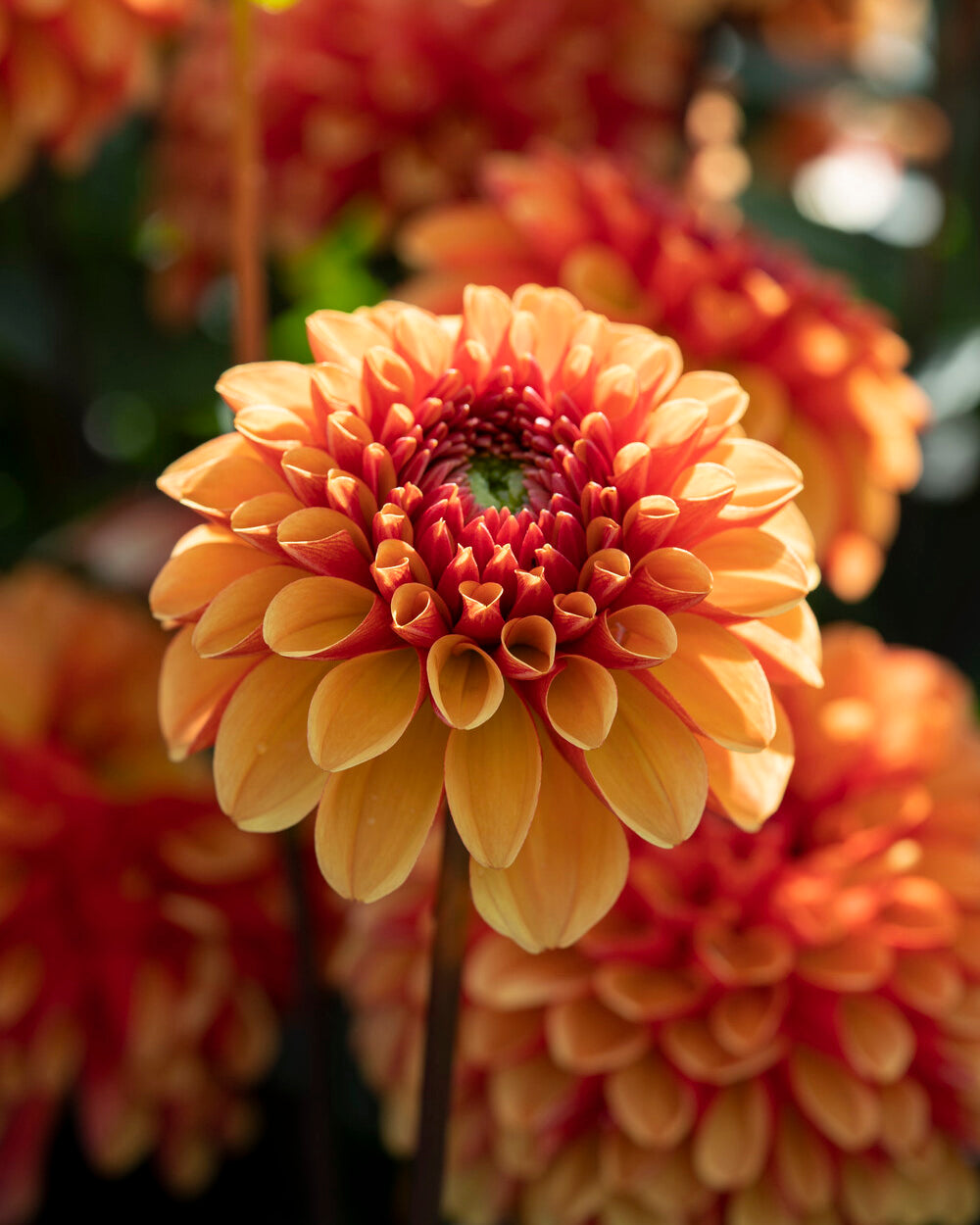 Dahlia 'American Sunset' tubers | Buy online at Farmer Gracy UK