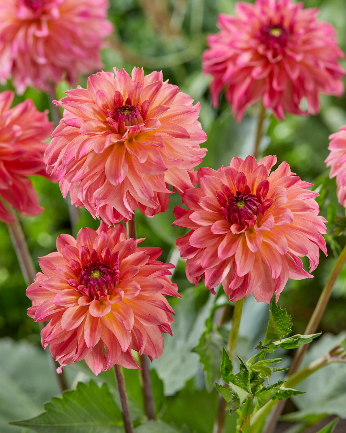 Dahlia 'Belfloor' tubers — Buy online at Farmer Gracy UK