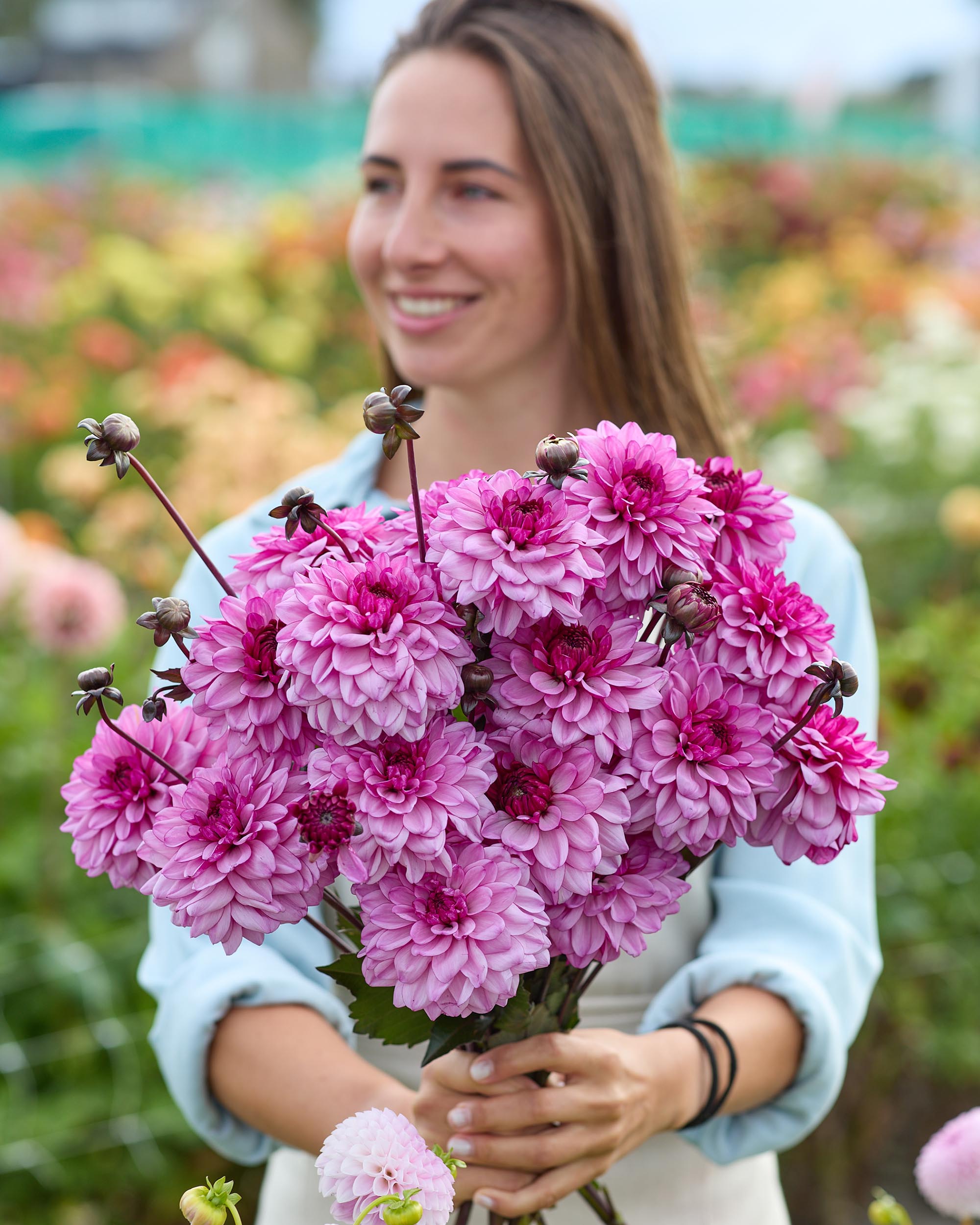 Dahlia 'Bizon Purple Lady' tubers — Buy online at Farmer Gracy UK