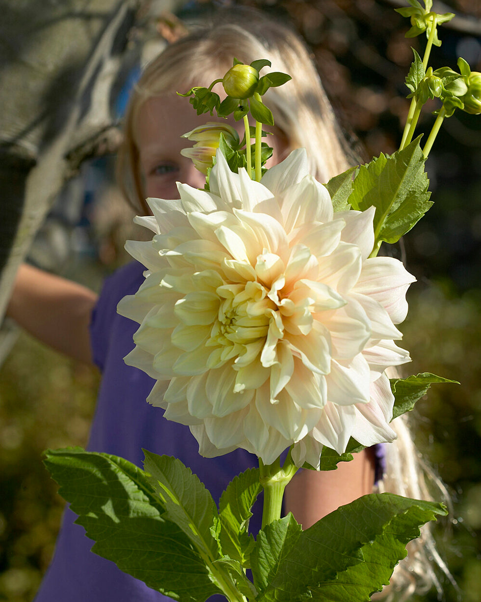 Dahlia 'Break Out' tubers | Buy online at Farmer Gracy UK