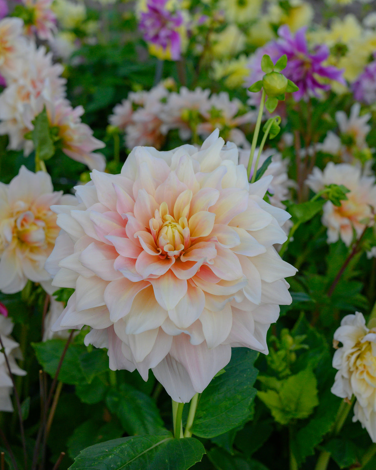 Dahlia 'Break Out' tubers | Buy online at Farmer Gracy UK
