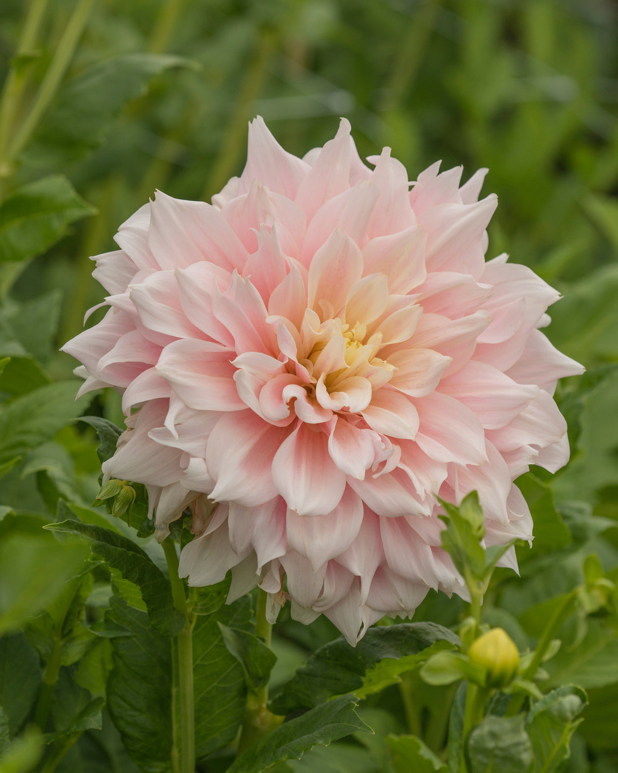 Dahlia 'Break Out' tubers | Buy online at Farmer Gracy UK