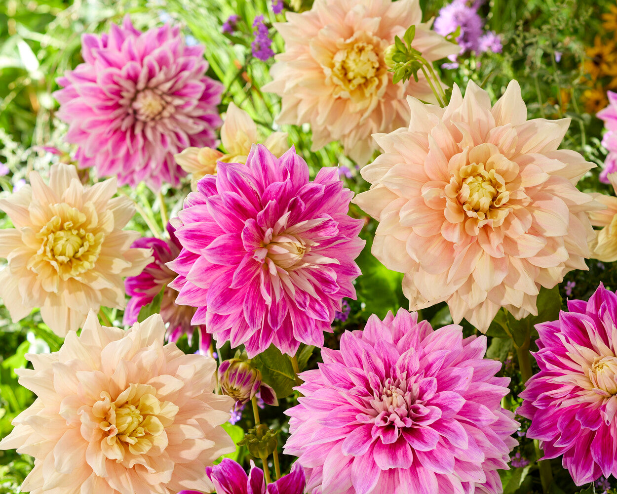 Dahlia 'Break Out' tubers | Buy online at Farmer Gracy UK