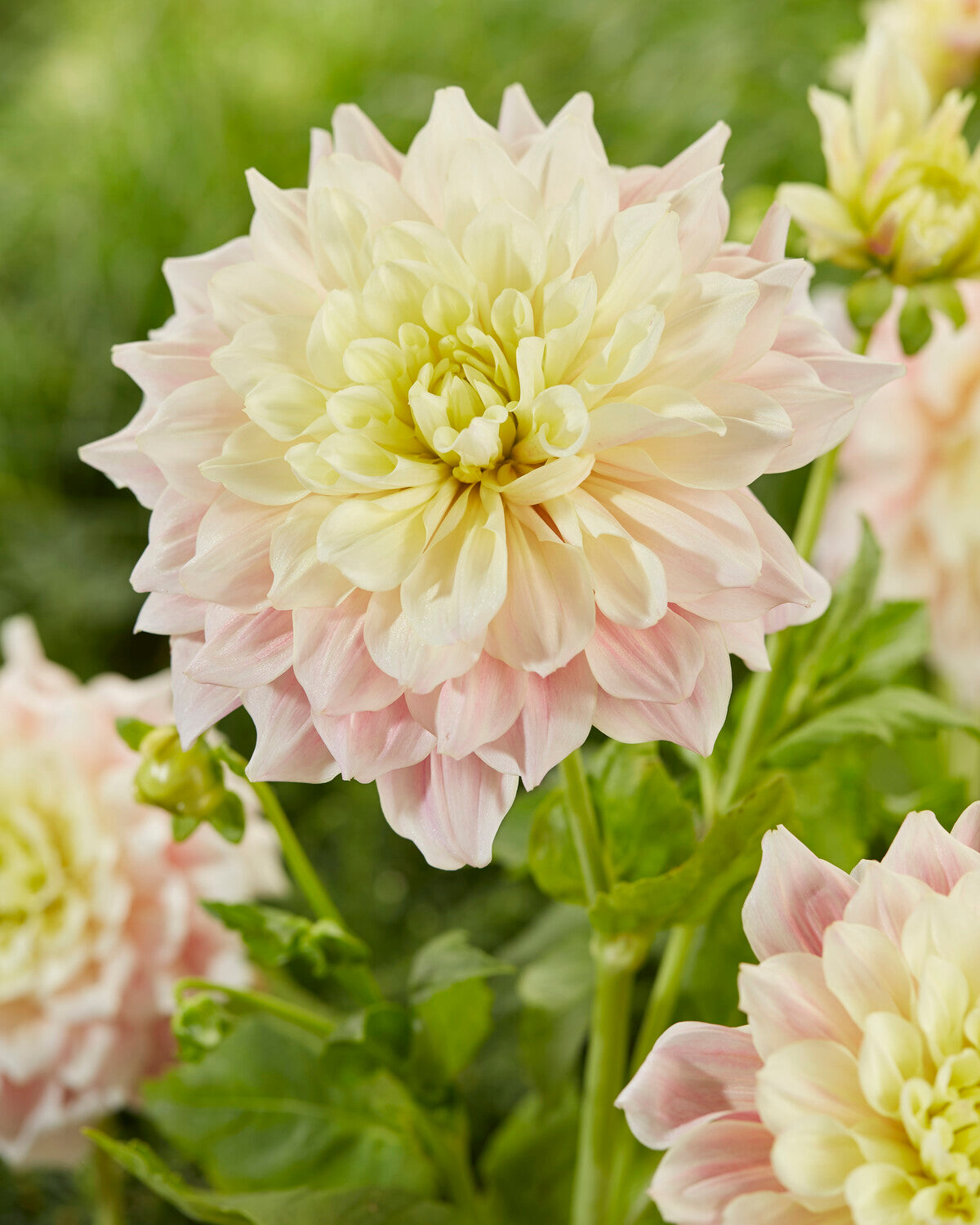 Dahlia 'Break Out' tubers | Buy online at Farmer Gracy UK