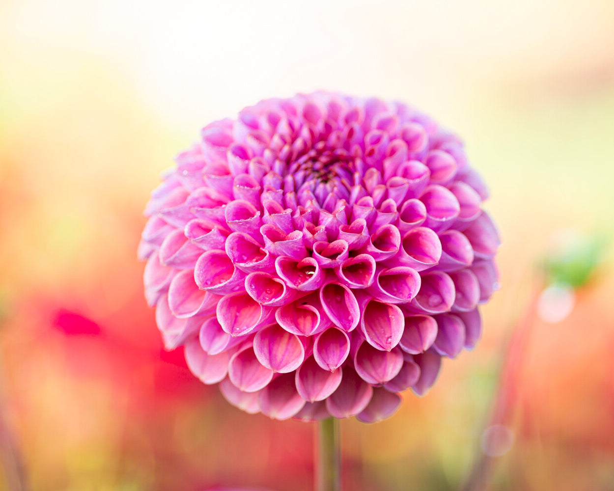 Dahlia 'Caitlin’s Joy' tubers — Buy online at Farmer Gracy UK