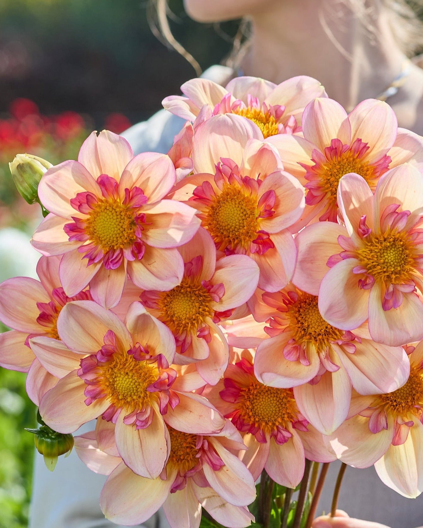 Dahlia 'Campus Nature Métier' tubers | Buy online at Farmer Gracy UK