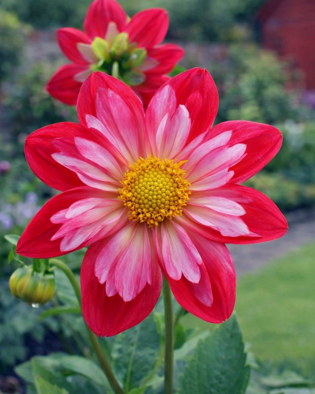 Dahlia 'Cherry Star' tubers — Buy red collarette dahlias online at ...