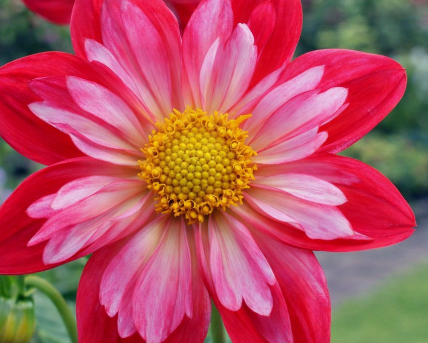 Dahlia 'Cherry Star' tubers — Buy red collarette dahlias online at ...