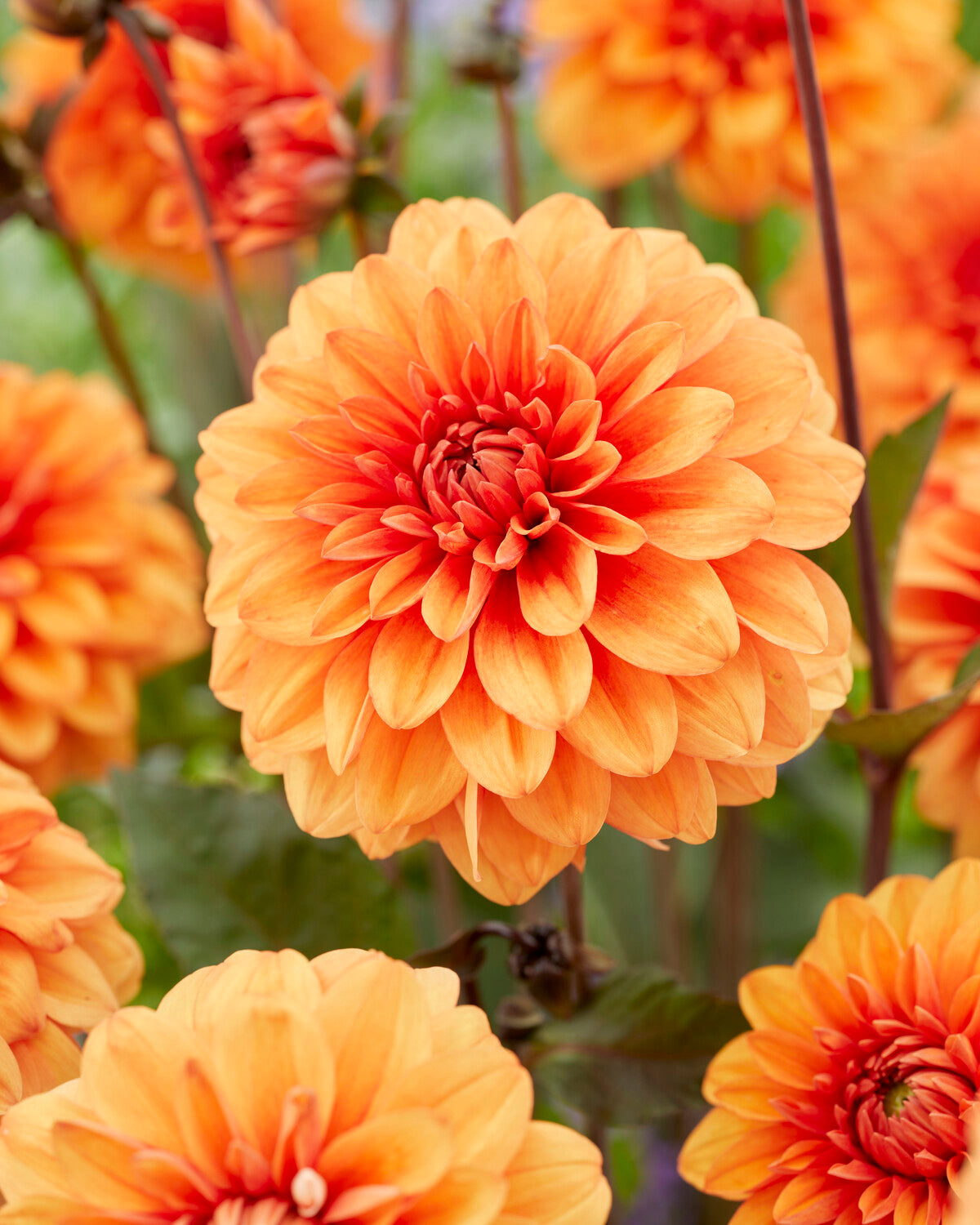 Dahlia 'David Howard' tubers — Buy online at Farmer Gracy UK