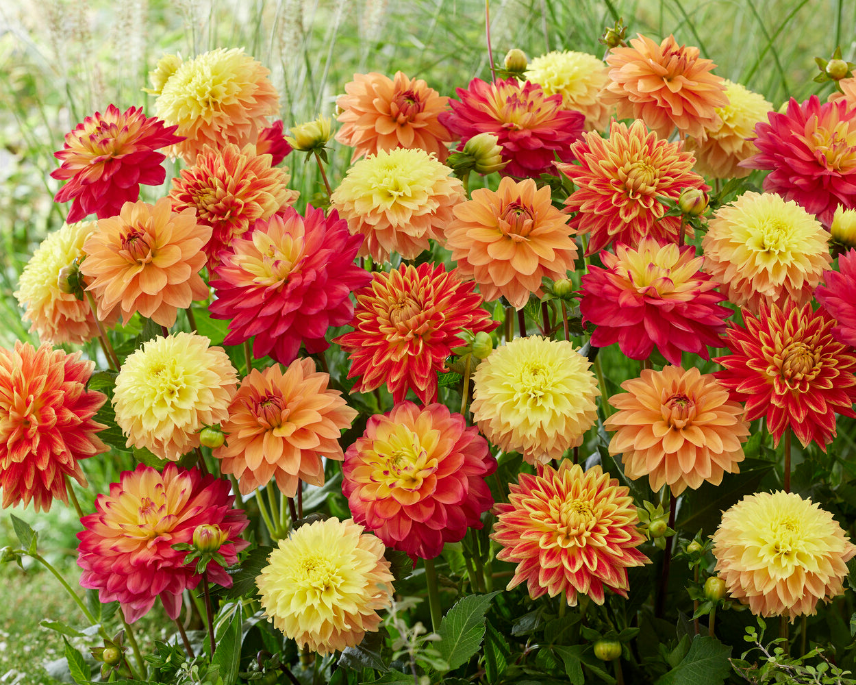 Dahlia 'Deep Impact' tubers | Buy online at Farmer Gracy UK