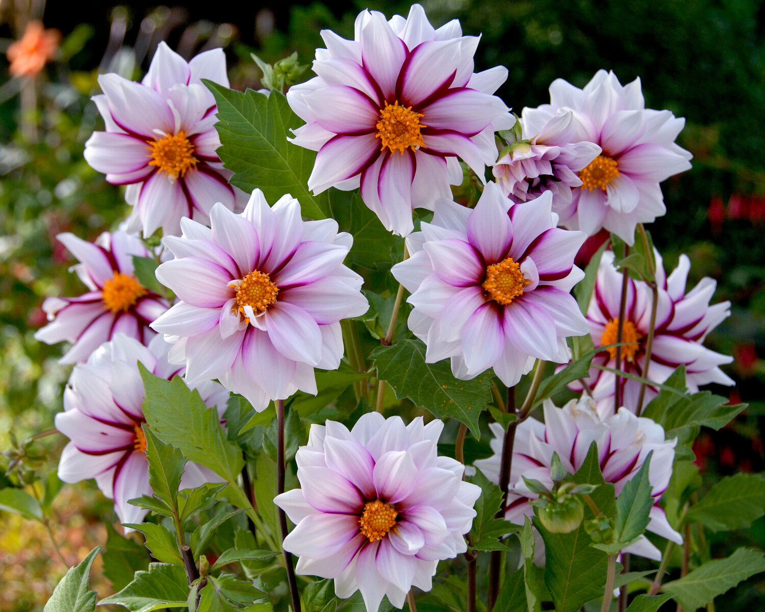 Dahlia 'Edge of Joy' tubers — Buy online at Farmer Gracy UK