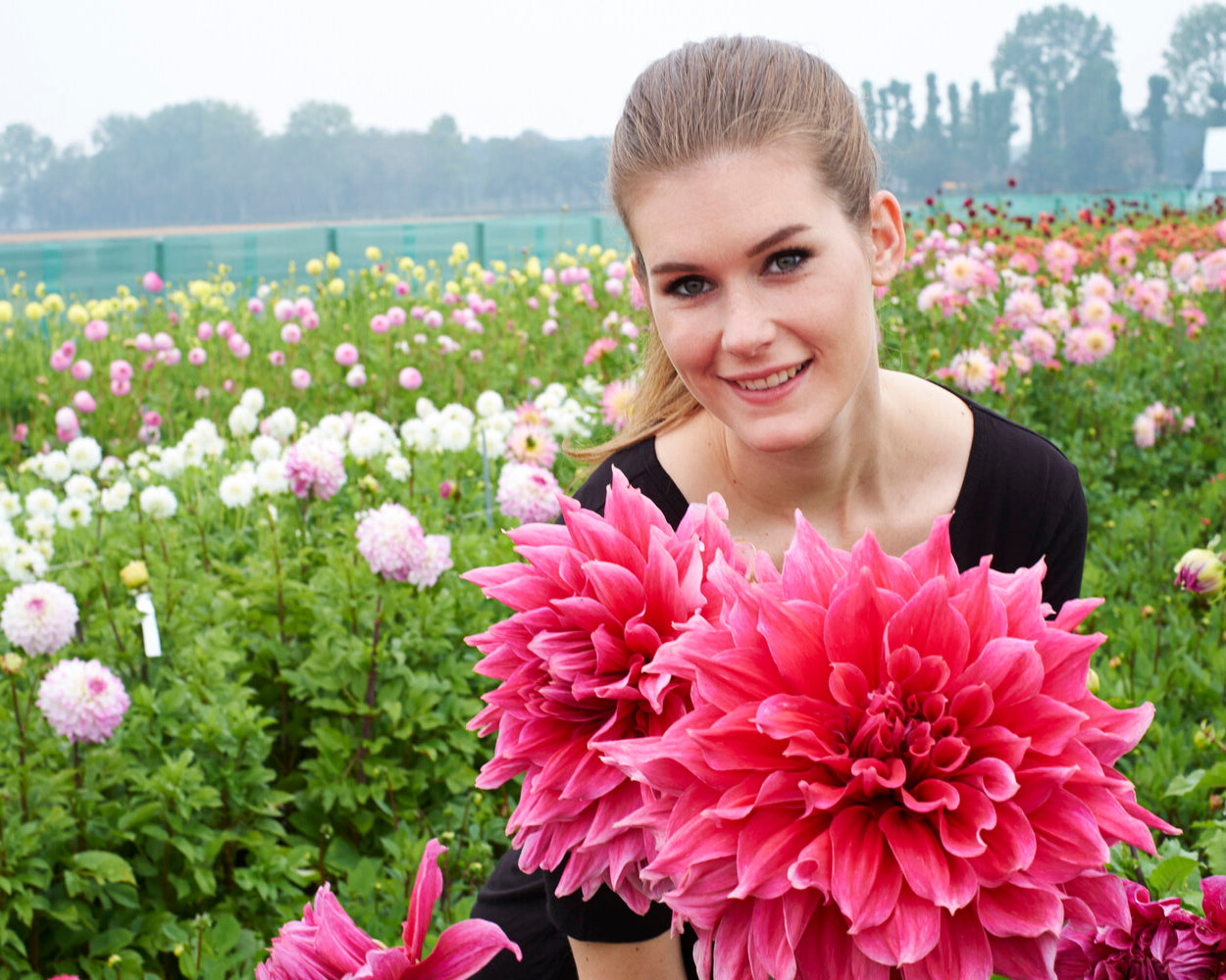 Dahlia 'Emory Paul' tubers | Buy online at Farmer Gracy UK