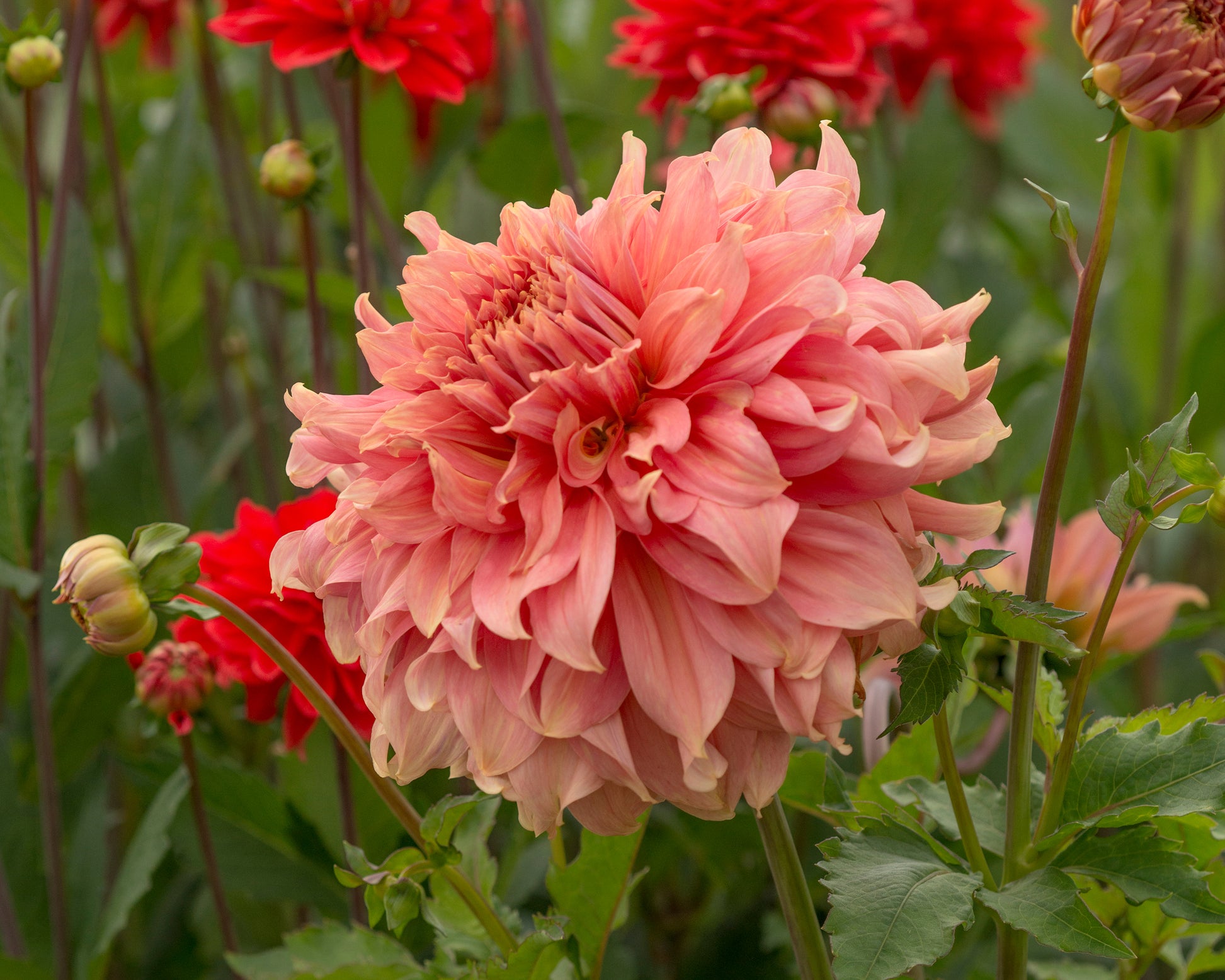 Dahlia 'Fairway Spur' tubers — Buy online at Farmer Gracy UK