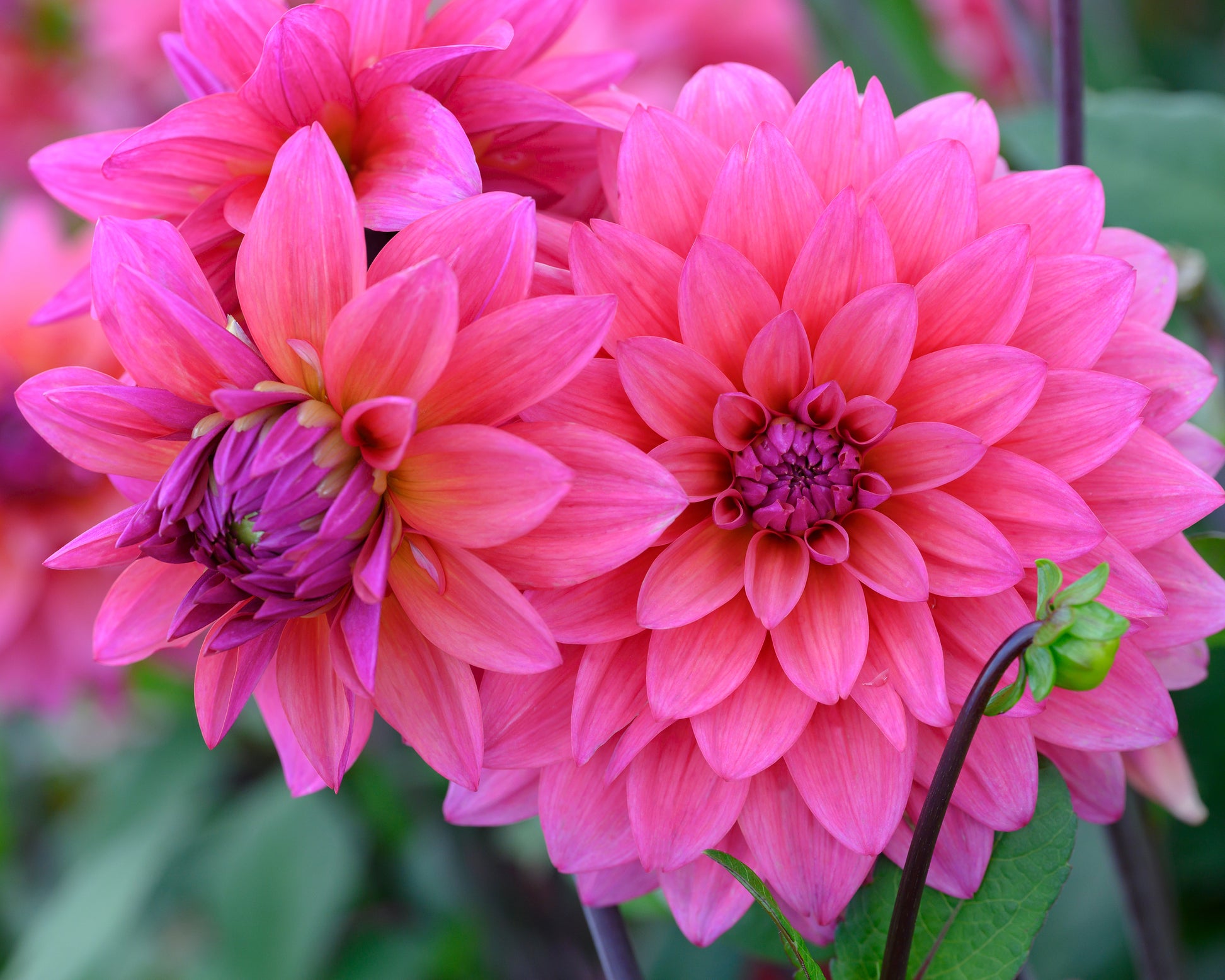 Dahlia 'Feline Yvonne' tubers — Buy online at Farmer Gracy UK