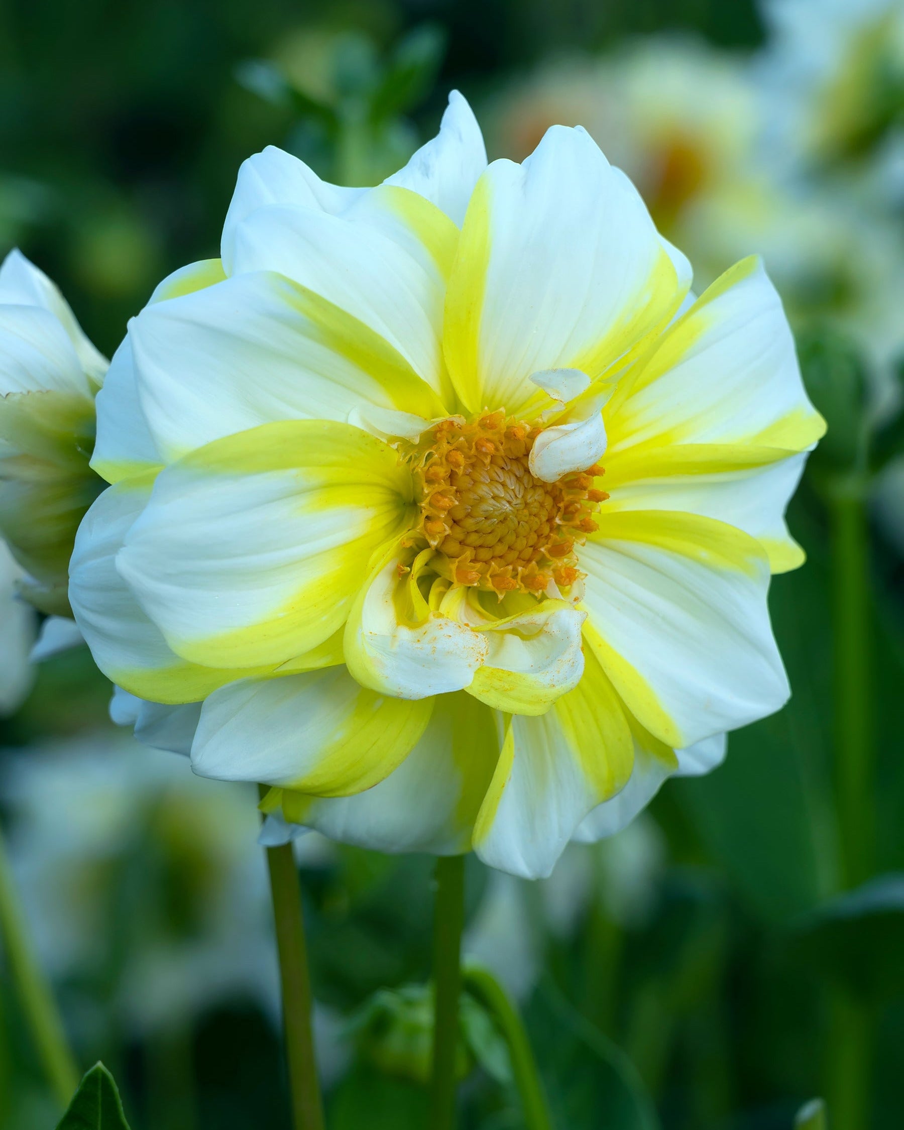 Dahlia Fire And Ice Lemon Tubers Buy Online At Farmer Gracy Uk