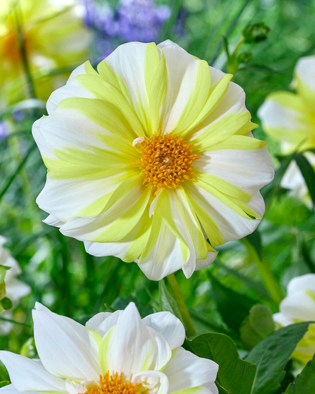 Dahlia Fire And Ice Lemon Tubers Buy Online At Farmer Gracy Uk