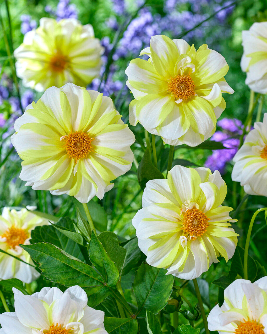 Dahlia Fire And Ice Lemon Tubers Buy Online At Farmer Gracy Uk