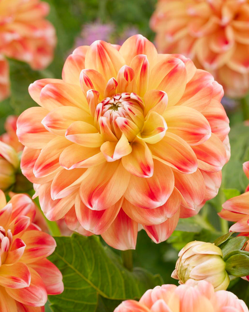 Dahlia 'Hapet Harmony' tubers | Buy online at Farmer Gracy UK