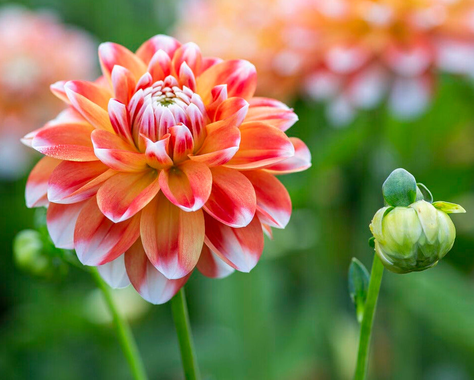 Dahlia 'Hapet Harmony' tubers — Buy online at Farmer Gracy UK