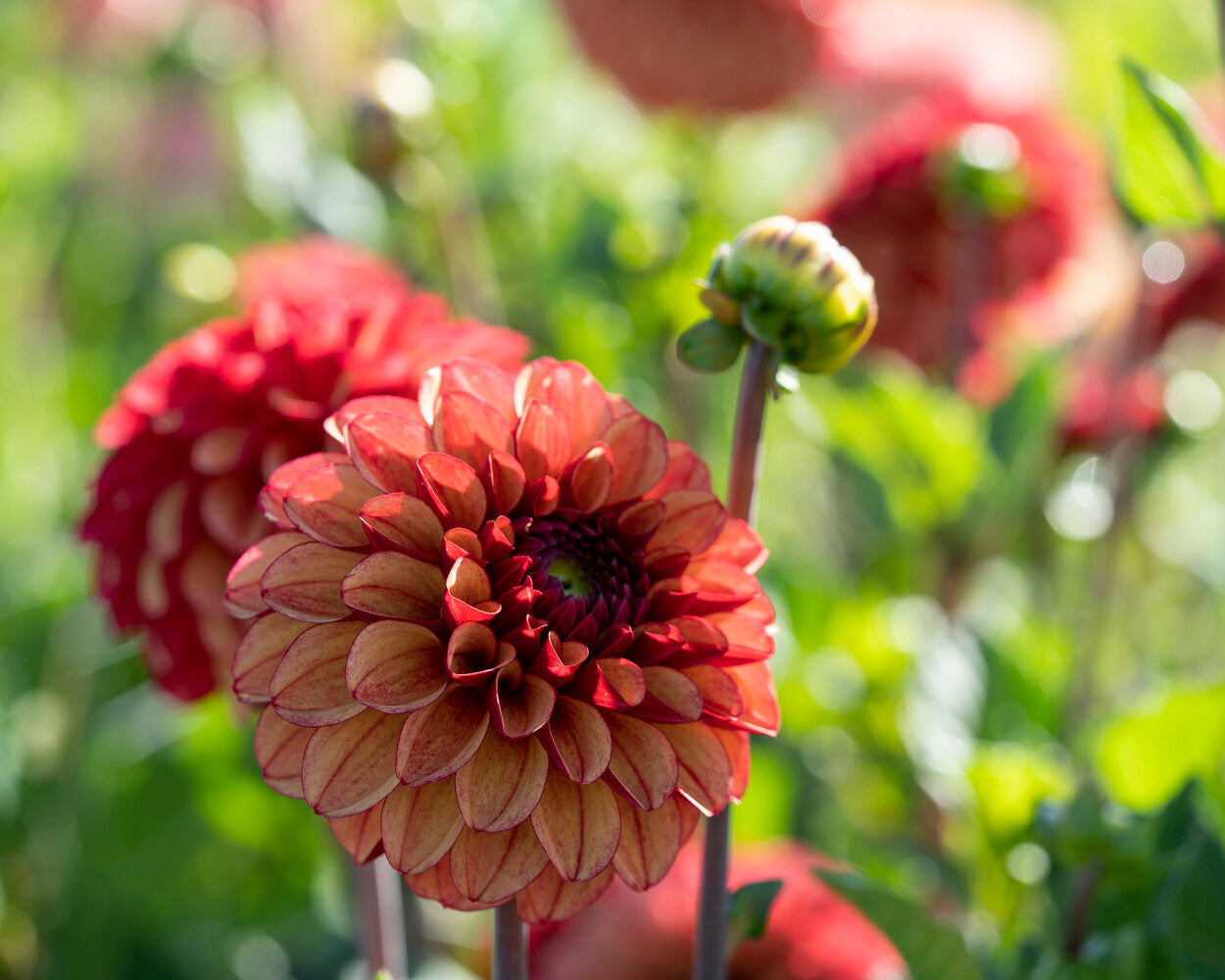 Dahlia 'High Fidelity' tubers — Buy online at Farmer Gracy UK