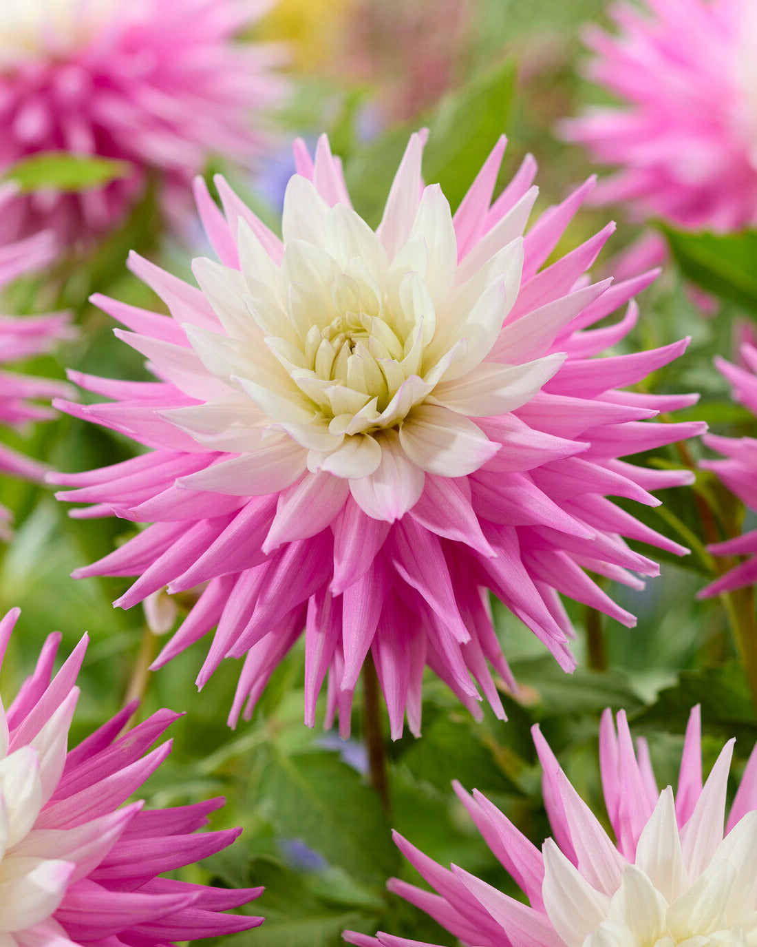 Dahlia 'Hillcrest Candy' tubers | Buy online at Farmer Gracy UK