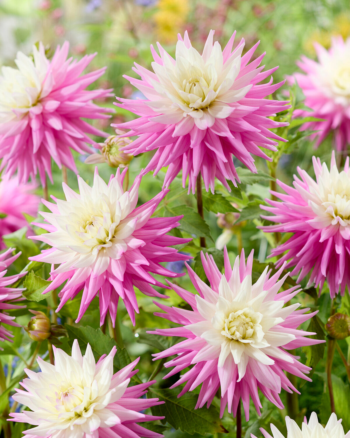 Dahlia 'Hillcrest Candy' tubers | Buy online at Farmer Gracy UK