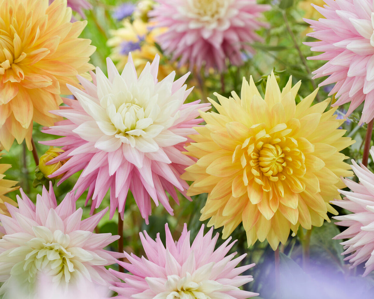 Dahlia 'Hillcrest Candy' tubers | Buy online at Farmer Gracy UK
