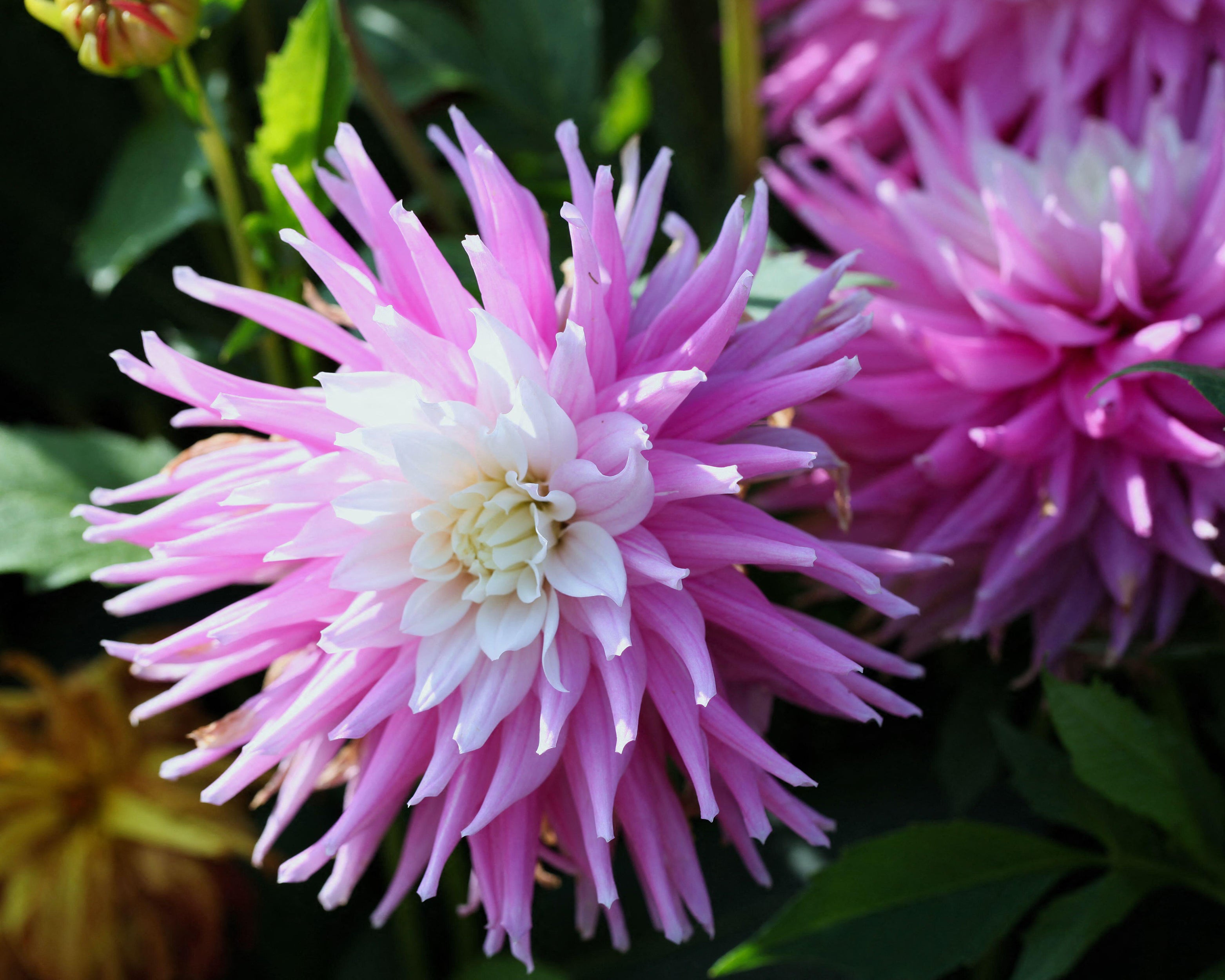 Dahlia 'Hillcrest Candy' tubers | Buy online at Farmer Gracy UK