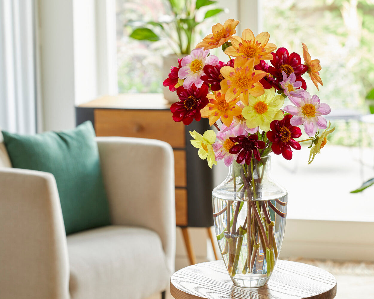 Dahlia 'Hootenanny Swan Island' tubers — Buy online at Farmer Gracy UK