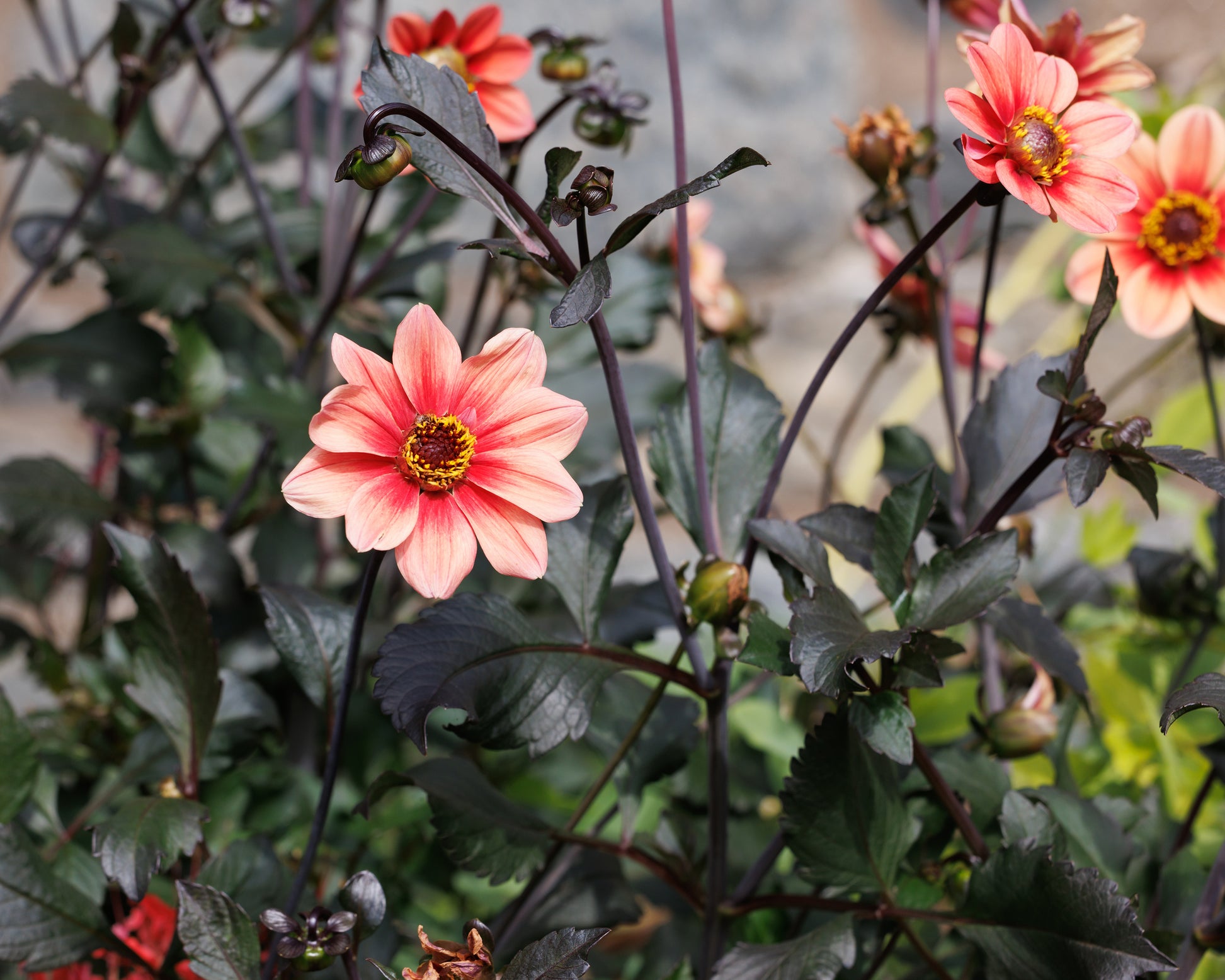 Dahlia 'HS Date' tubers — Buy 'Happy Single Date' dahlias online at ...