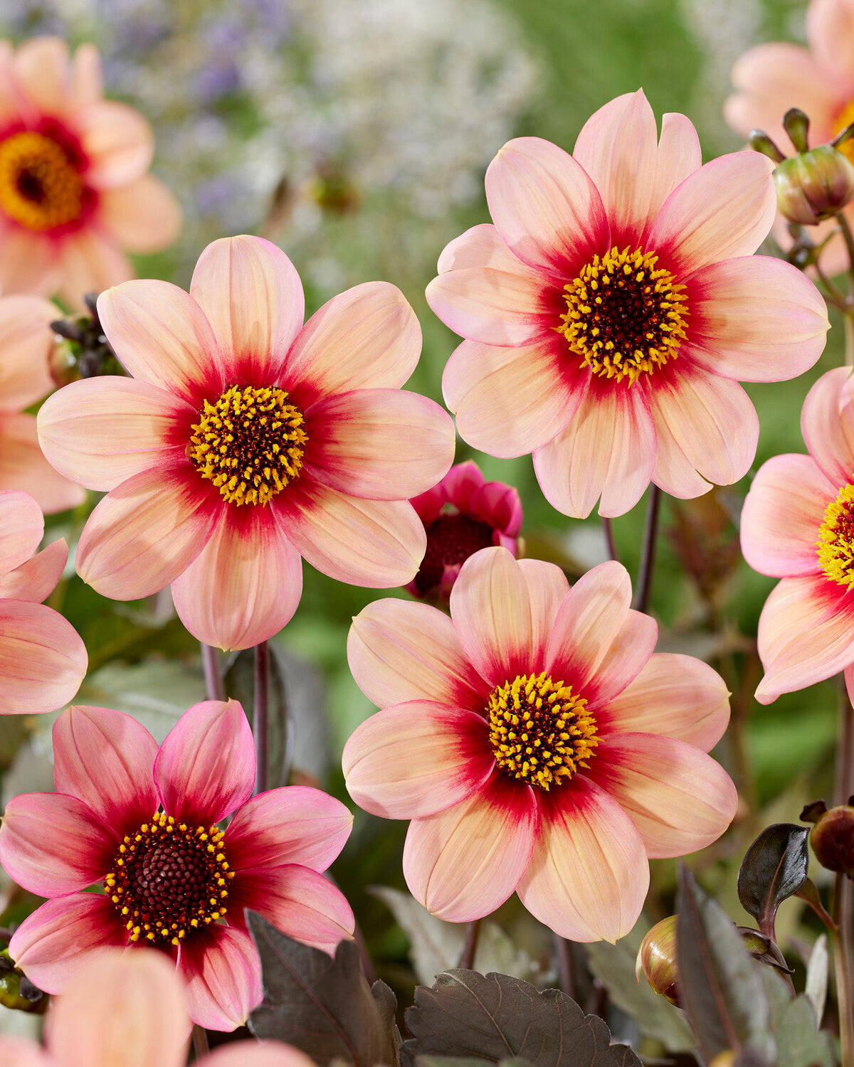 Dahlia 'HS Kiss' tubers — Buy 'Happy Single Kiss' dahlias online at ...