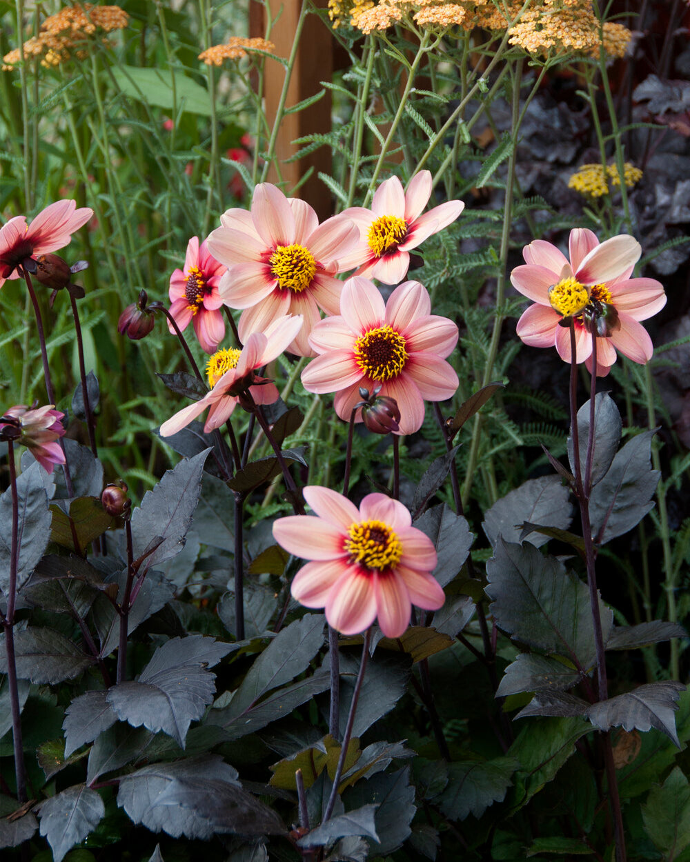 Dahlia 'HS Kiss' tubers — Buy 'Happy Single Kiss' dahlias online at ...