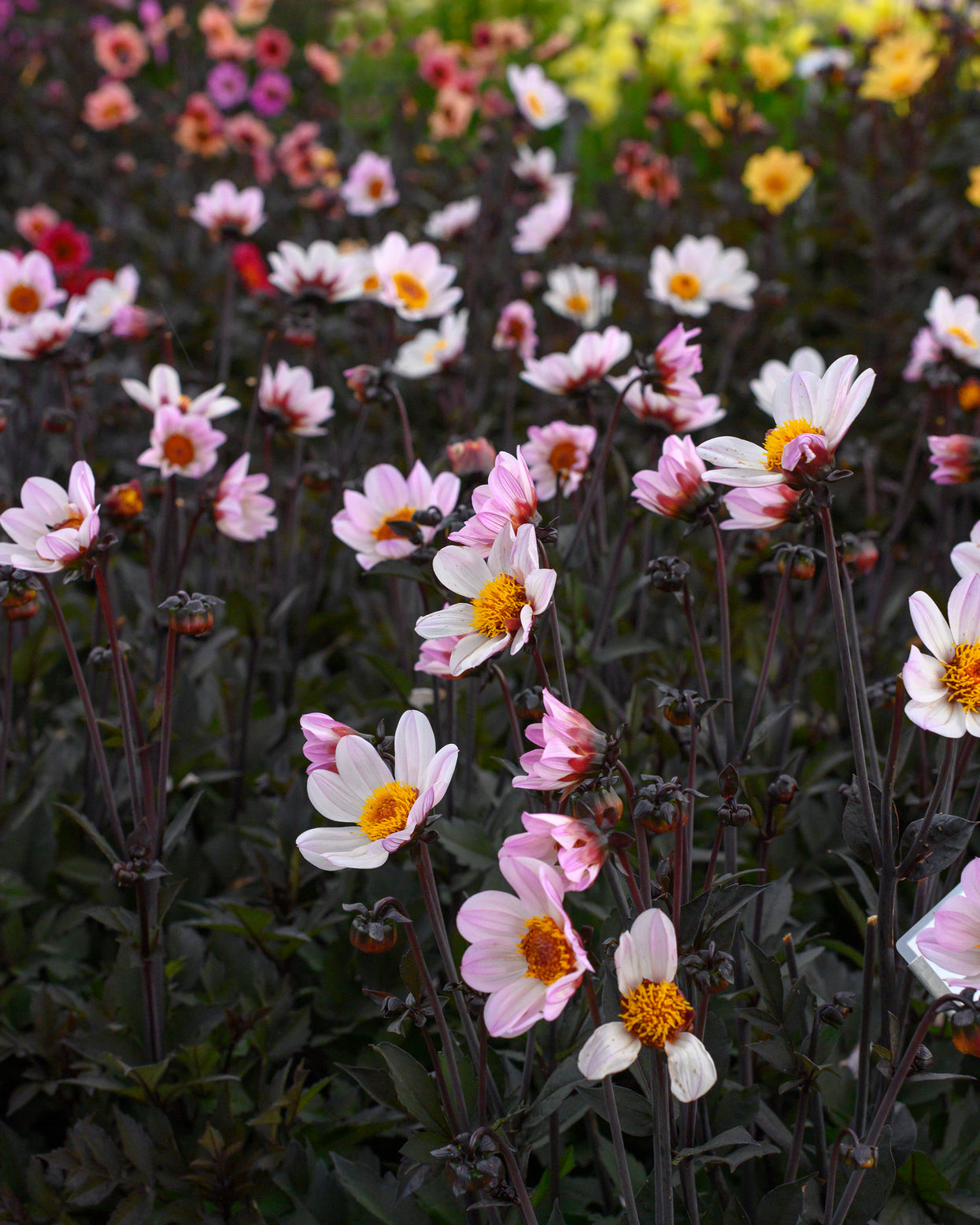 Dahlia 'HS Princess' tubers | Buy 'Happy Single Princess' dahlias ...