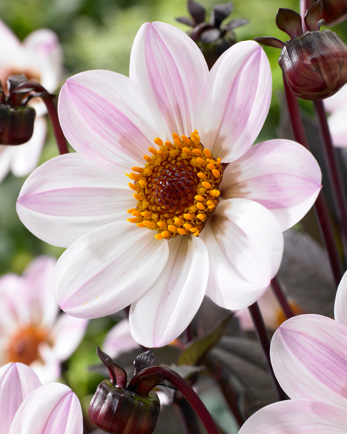 Dahlia 'HS Princess' tubers | Buy 'Happy Single Princess' dahlias ...