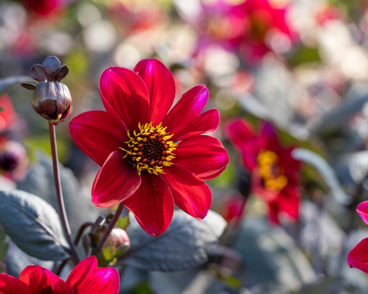 Dahlia 'HS Romeo' tubers — Buy 'Happy Single Romeo' dahlias online at ...