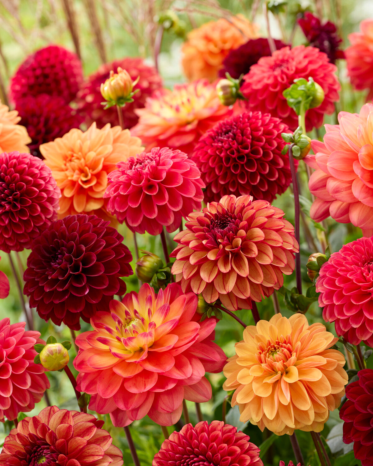 Dahlia collection 'Indian Summer' tubers — Buy mixed dahlias online at ...