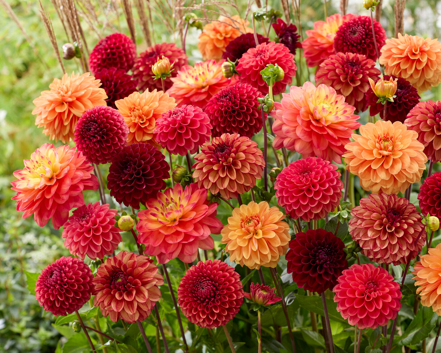 Dahlia collection 'Indian Summer' tubers — Buy mixed dahlias online at ...
