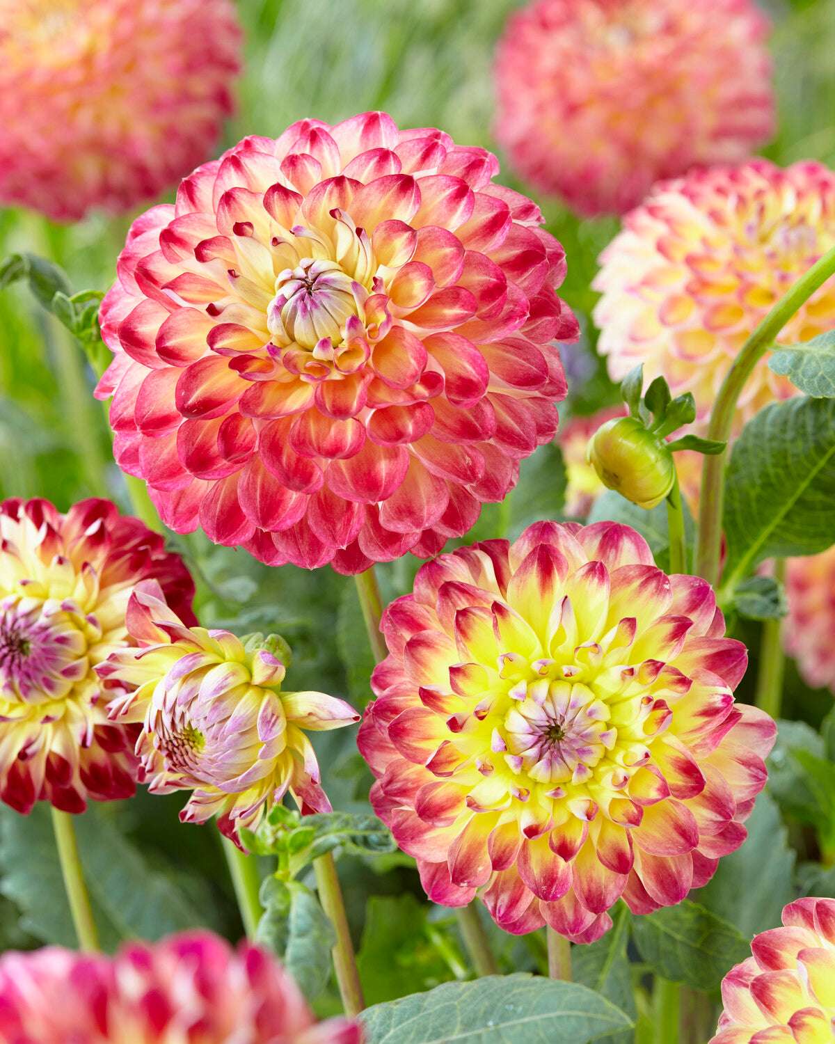 Dahlia 'Jowey Arenda' tubers — Buy online at Farmer Gracy UK