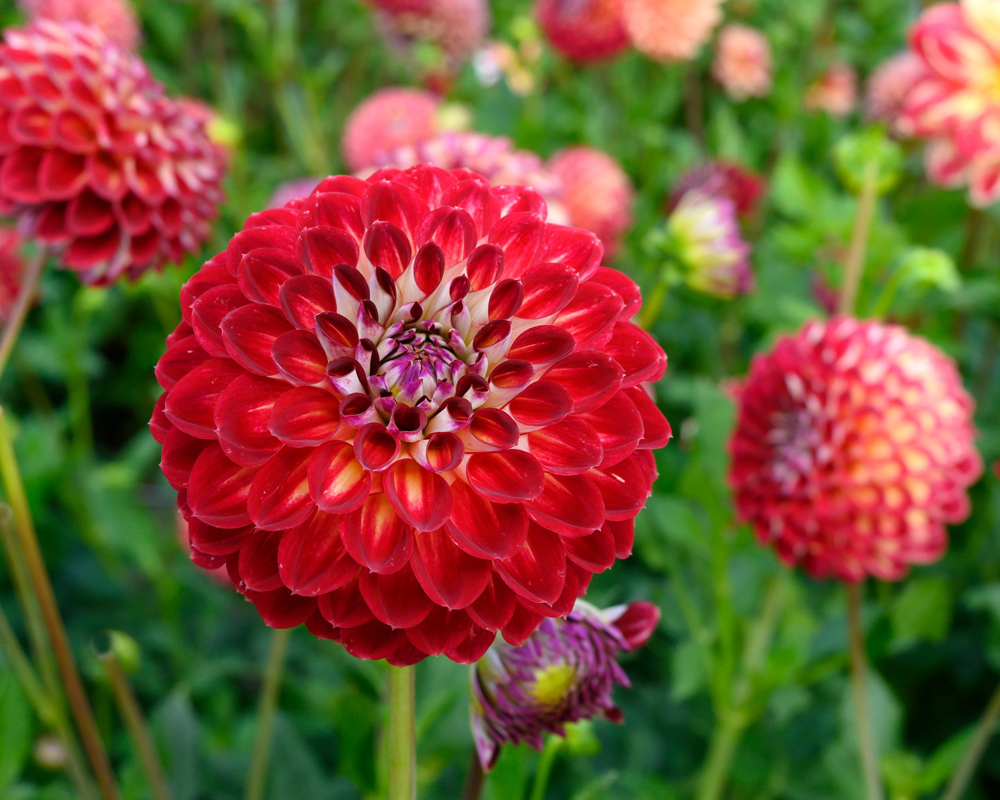 Dahlia 'Jowey Joshua' tubers — Buy online at Farmer Gracy UK