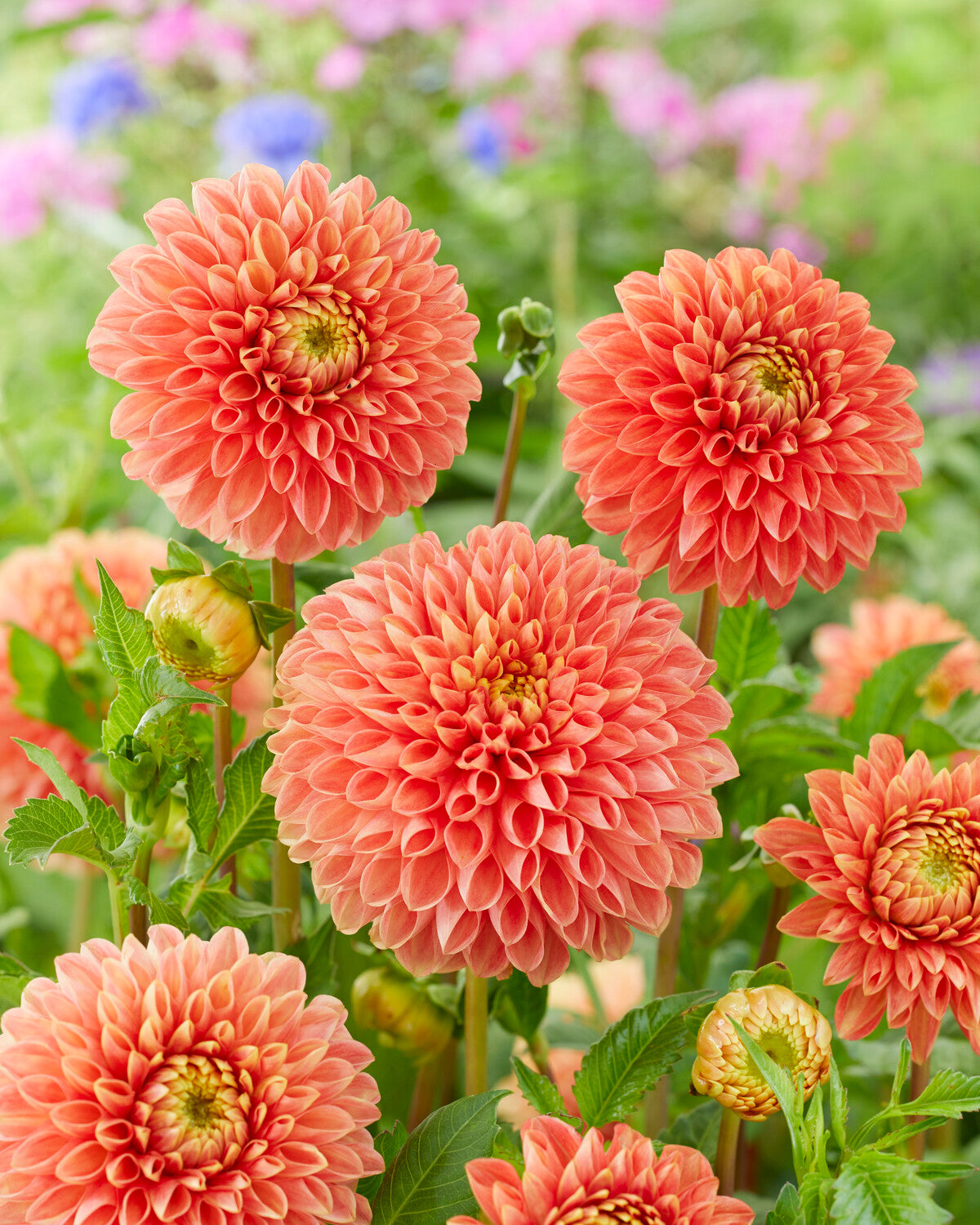 Dahlia 'Jowey Linda' tubers — Buy online at Farmer Gracy UK
