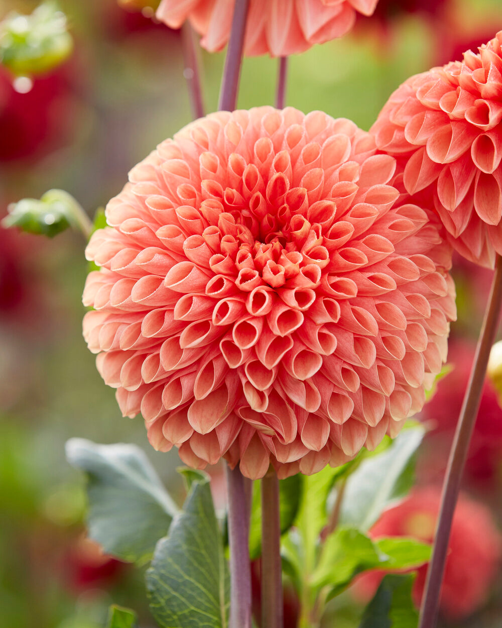 Dahlia 'Jowey Linda' tubers — Buy online at Farmer Gracy UK