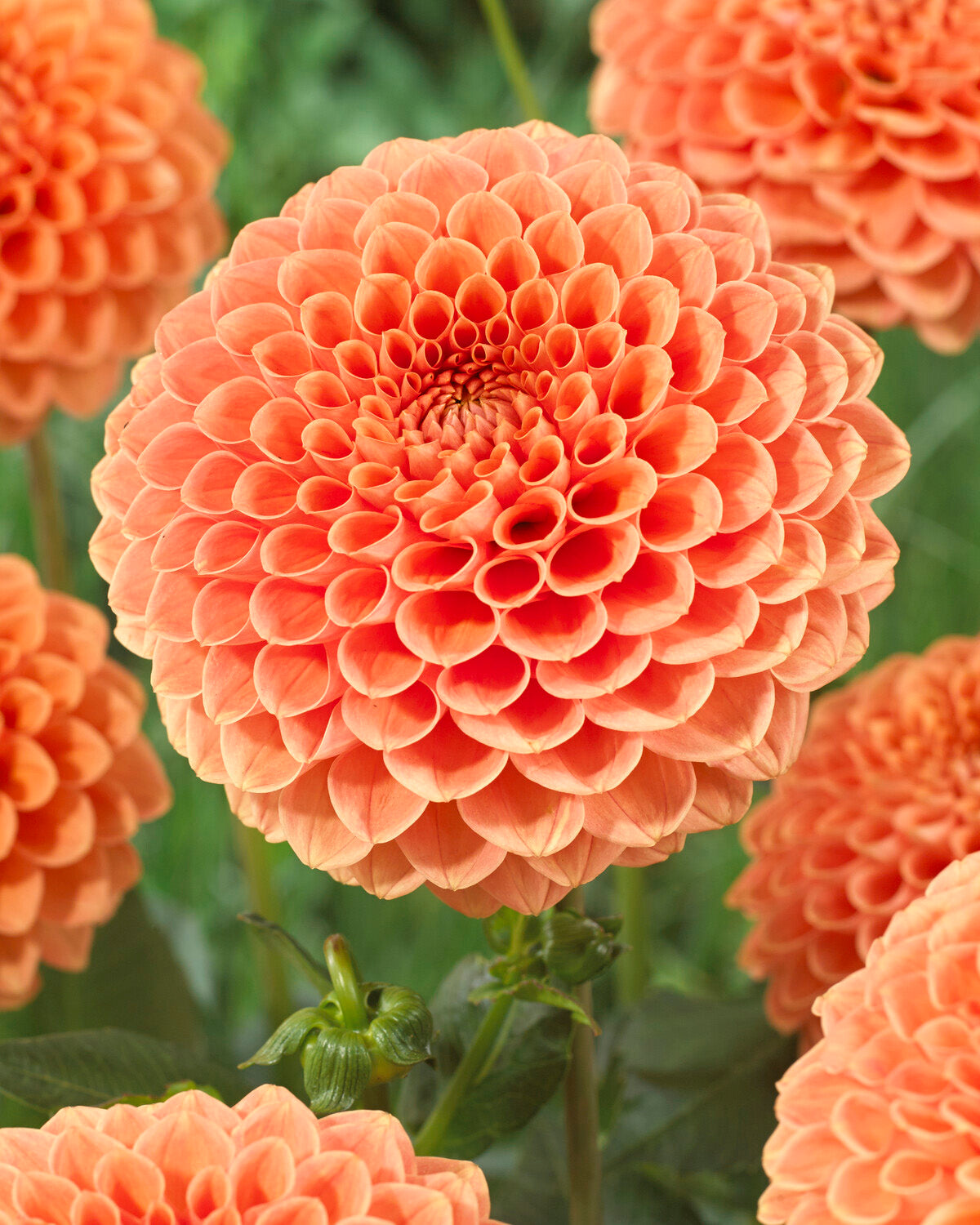 Dahlia 'Jowey Nicky' tubers — Buy online at Farmer Gracy UK